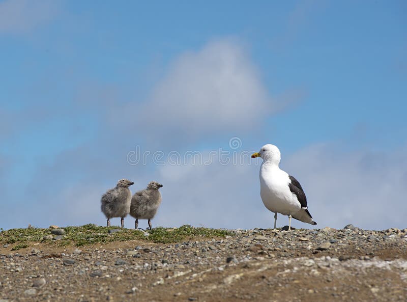 Ocean gull stock image. Image of fluff, magdalen, beak - 37368135