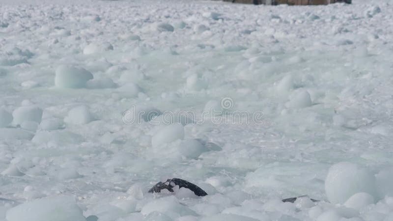 Ocean Ice Moving with the Tides Stock Footage - Video of global ...