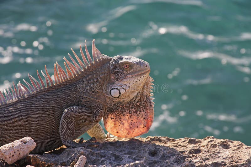 Marine Iguana Smiling stock image. Image of reptile, marine - 6128873