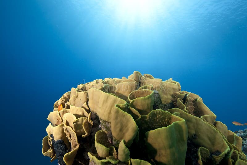Ocean and leaf coral stock image. Image of idyllic, rays - 11731219