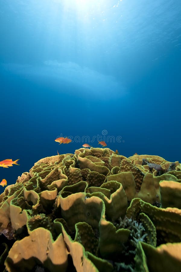 Ocean and leaf coral stock image. Image of idyllic, rays - 11731219