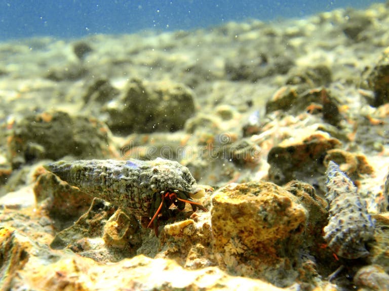 Ocean life form stock image. Image of underwater, form - 11447505