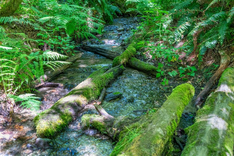 Ocean Park Stream 4 stock image. Image of point, travel - 286056771