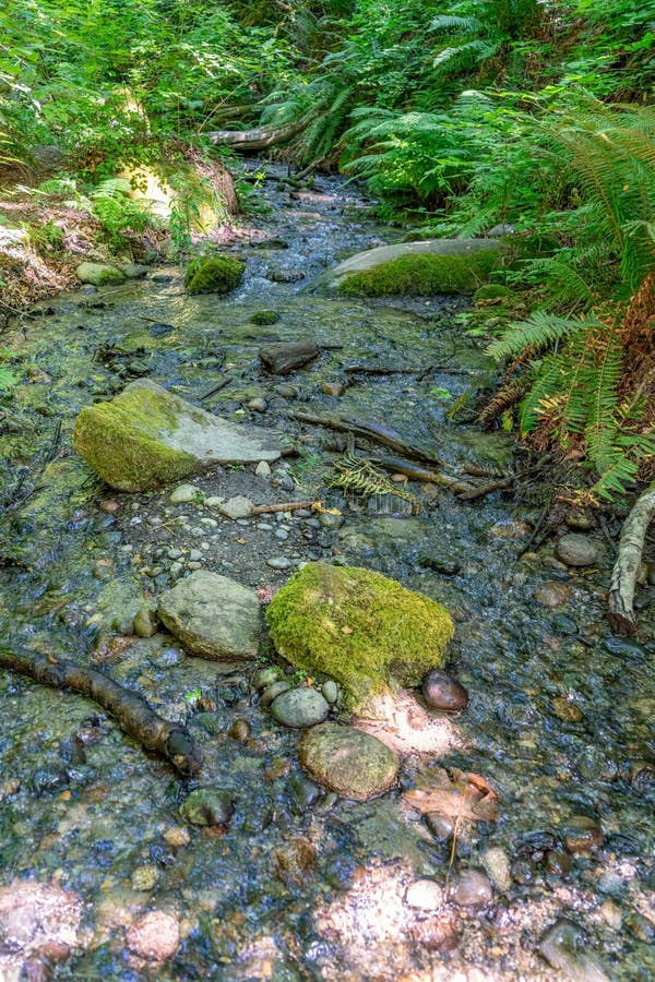 Ocean Park Stream 7 stock photo. Image of state, summer - 287979766