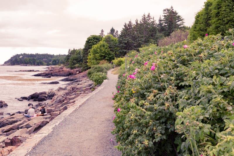 Ocean Path stock photo. Image of summer, harbor, roses - 74737510