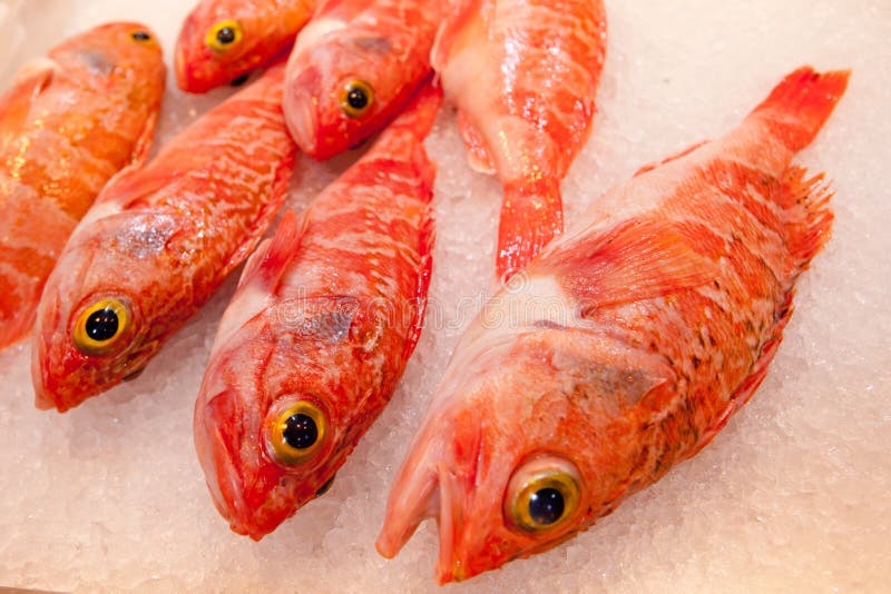 Ocean perch stock photo. Image of arranged, widow, market - 27369746