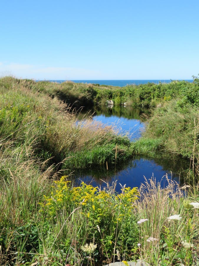 Ocean Pond stock photo. Image of ocean, wildflowers - 159379948