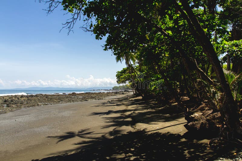 Ocean Sand Jungle stock photo. Image of sand, jungle - 74567766