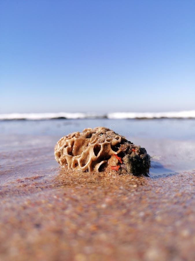 Ocean sea coral stock image. Image of washed, coral - 251782871