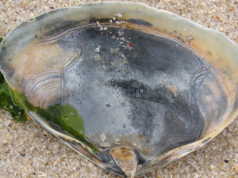 Ocean sea creatures stock photo. Image of shell, ocean - 107733970