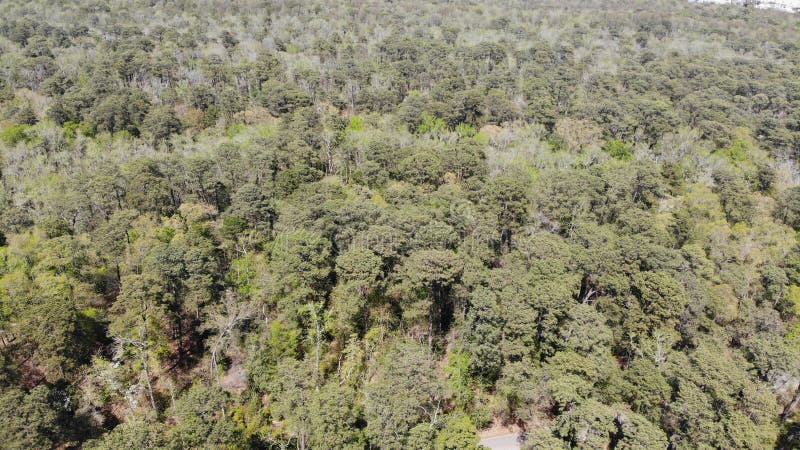 Ocean Sea Miami Florida Forest Stock Photo - Image of florida, miami ...