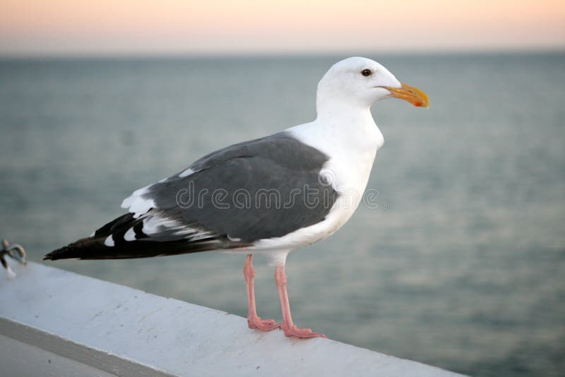 Ocean seagull stock image. Image of bird, poultry, waves - 7654581