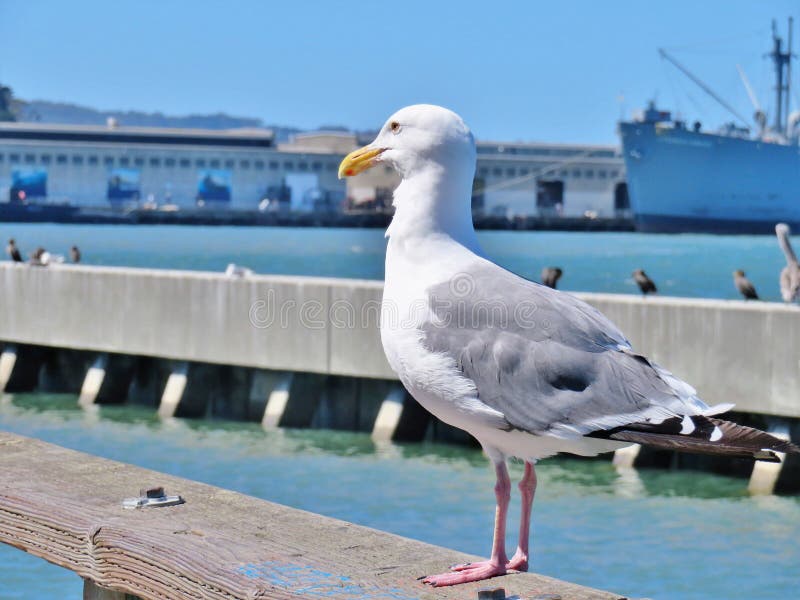 Seagull Perched on Railing stock photo. Image of field - 97924272