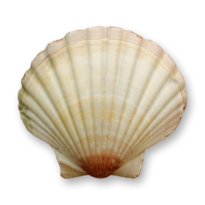 Ocean shell stock photo. Image of horizontal, nobody - 12381464