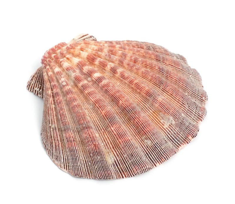 Ocean shell stock photo. Image of beach, aquaculture - 91349146