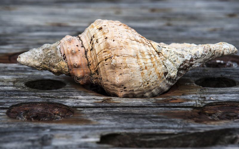 Ocean Shell on the Old Board Stock Photo - Image of abrasions, board ...