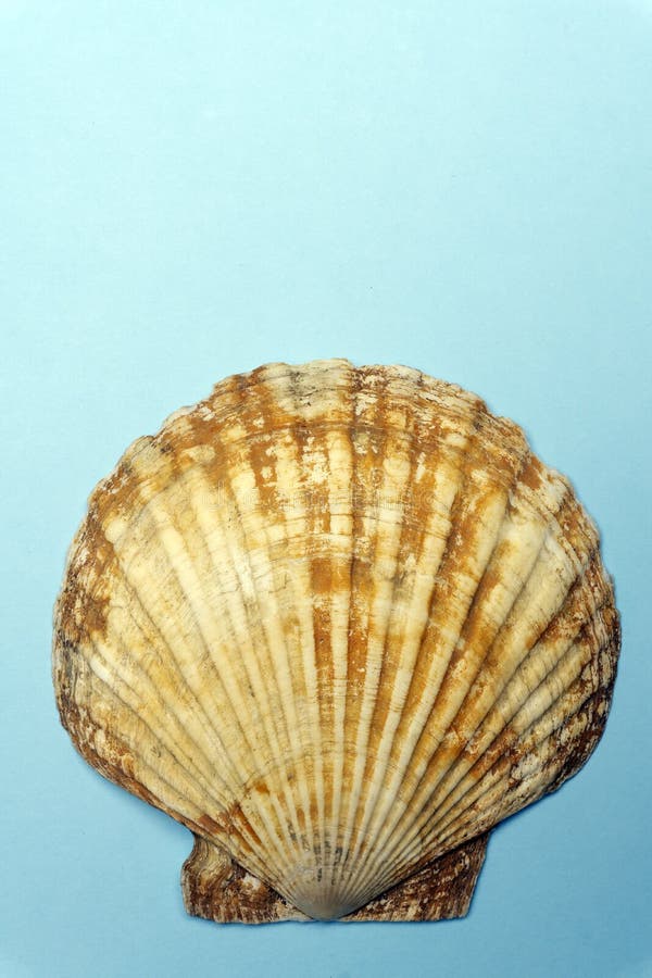Ocean Shell Seashell Isolated on Colored Background. Shell Texture ...