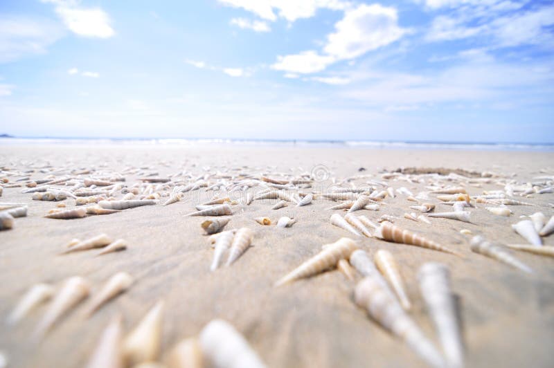 Ocean shells stock photo. Image of blue, ocean, tide - 12416840