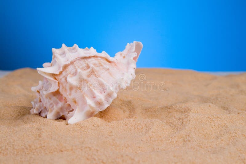 Ocean shells stock photo. Image of shadow, oceanshell - 3518870