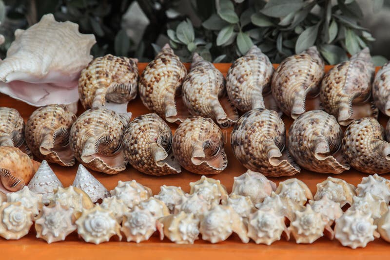 Ocean Shells from Caribbean Market Stock Photo - Image of caribbean ...