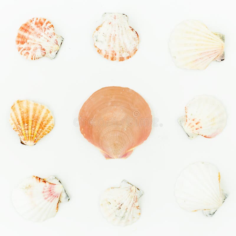 Shells. Flat lay. Top view stock photo. Image of vacation - 82850332