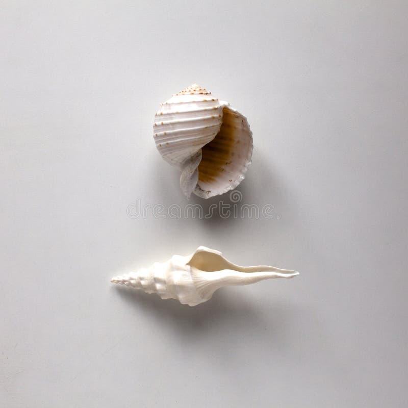 Ocean shells stock image. Image of seashell, crustacean - 67401973