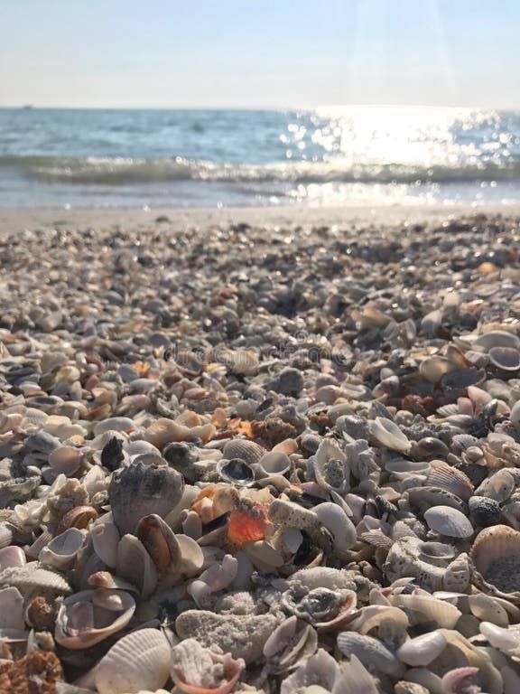 Ocean Shells stock photo. Image of vacation, sunshine - 85306448