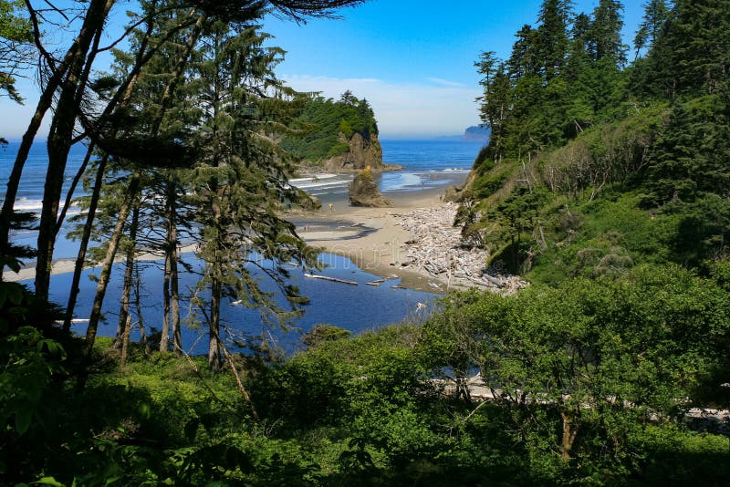 Ocean shore through trees stock photo. Image of visible - 124024978