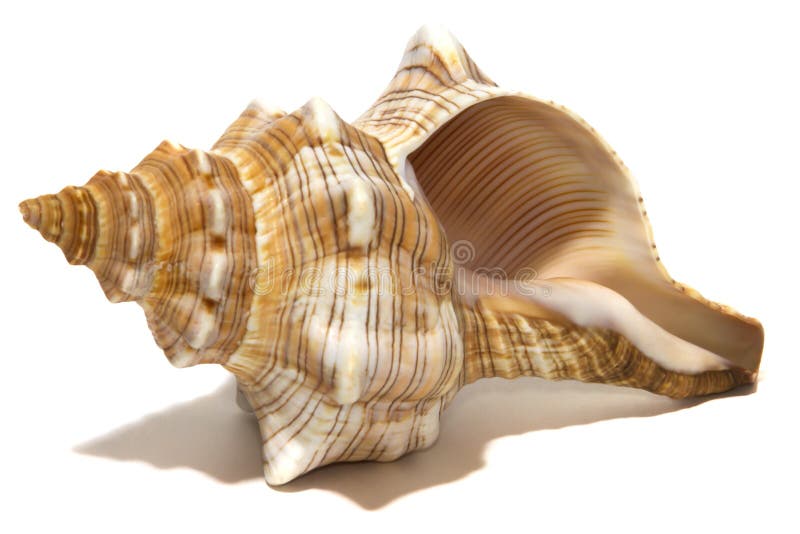 Ocean Spiral Shell On White Stock Photo - Image of creature, tropical ...