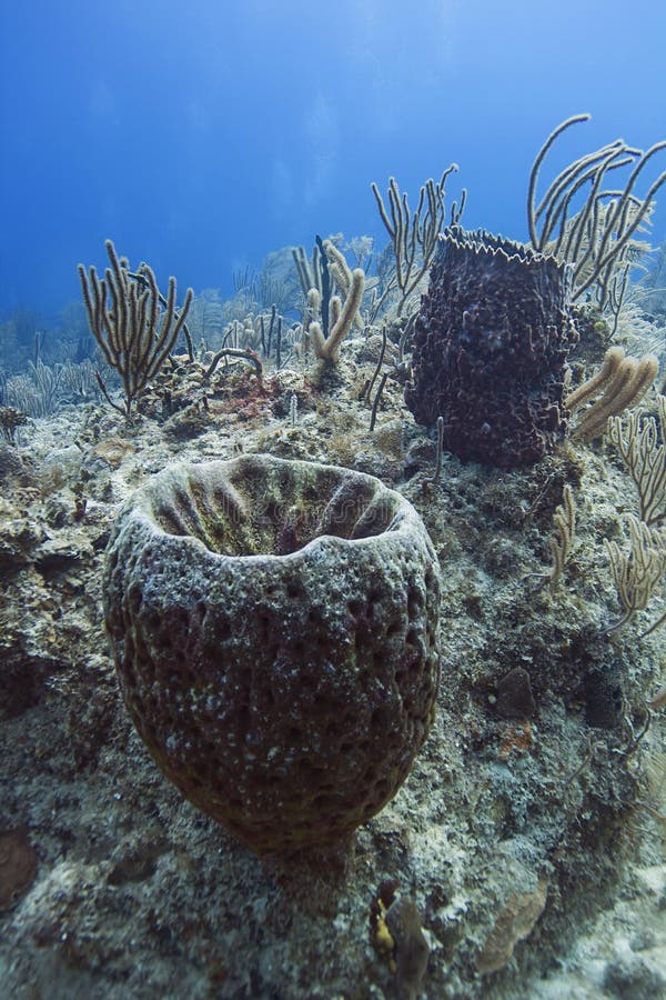 Ocean sponges stock image. Image of coral, bahamas, school - 55180155