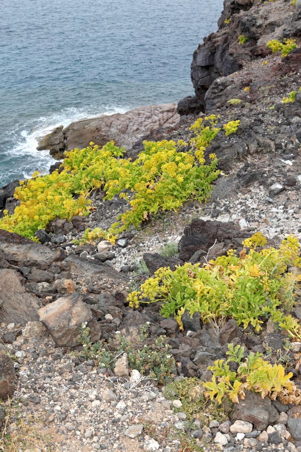 Ocean stock photo. Image of edge, stone, stream, smooth - 39396128