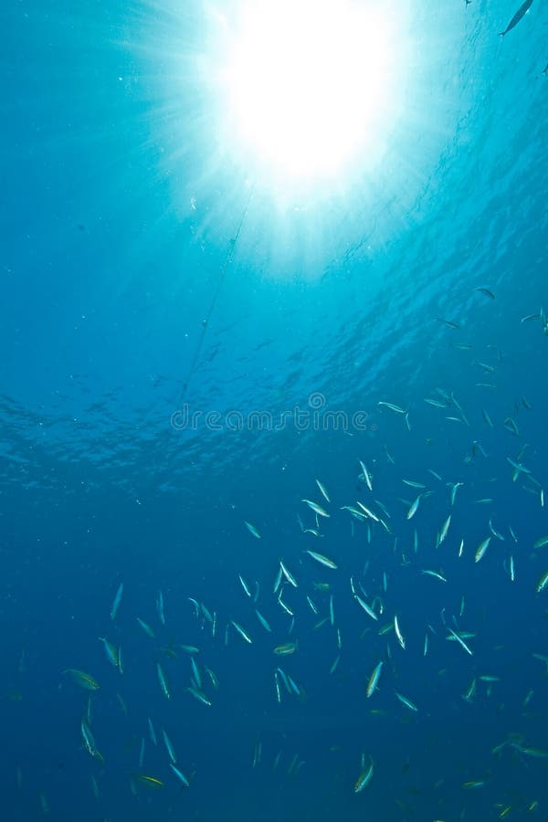 Ocean And Sun Picture. Image: 9265984