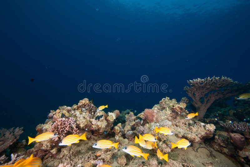 Ocean, Sun and Blue-striped Snapper Stock Photo - Image of snapper ...