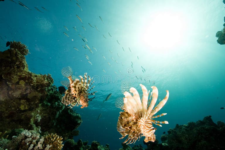 Ocean, sun and fish stock image. Image of ocean, hardcoral - 7797975