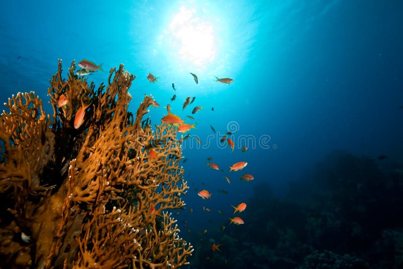 Ocean,sun and fish stock image. Image of wave, diving - 8545217