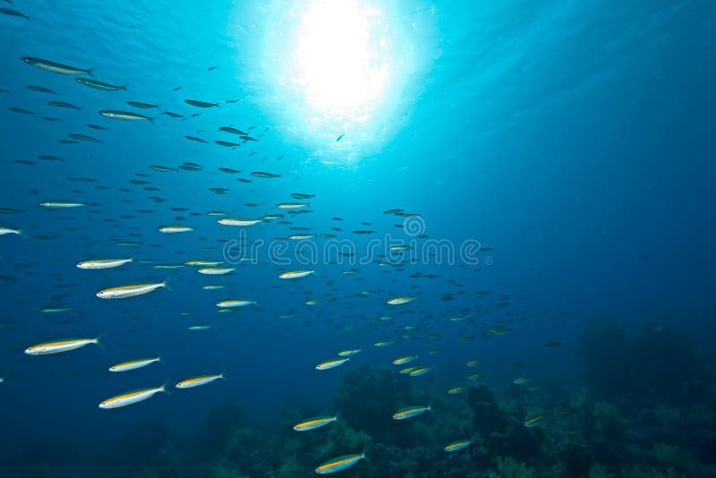 Ocean,sun and fish stock photo. Image of tropical, water - 8545266