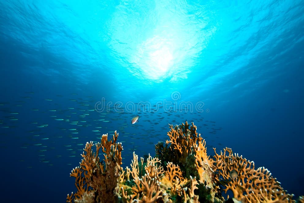 Ocean,sun and fish stock photo. Image of purity, marine - 8545302