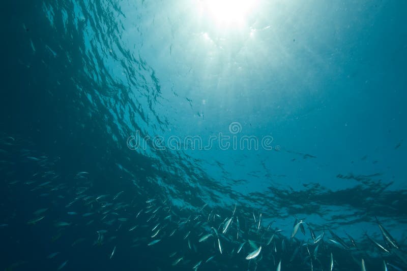 Ocean, sun and fish stock photo. Image of rays, white - 8956522