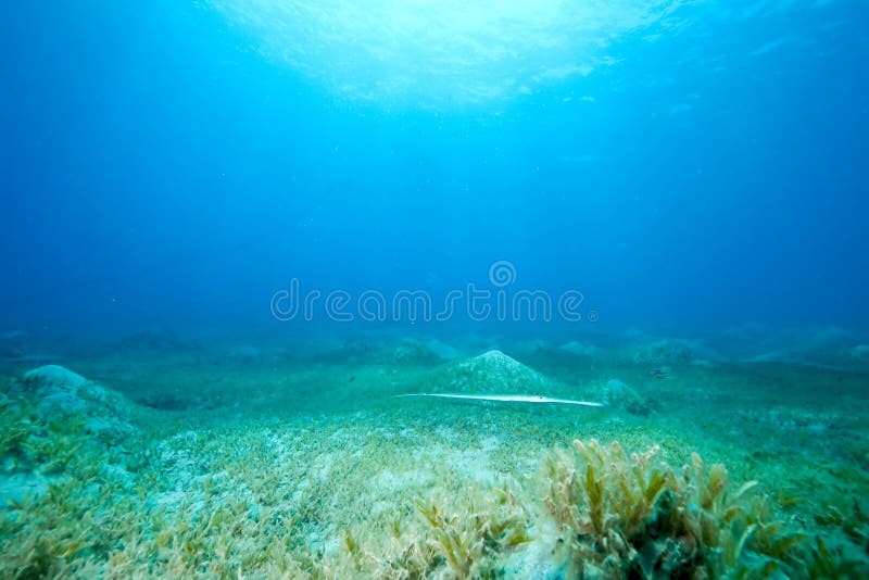 Ocean, sun and fish stock image. Image of relaxation, fresh - 9434295