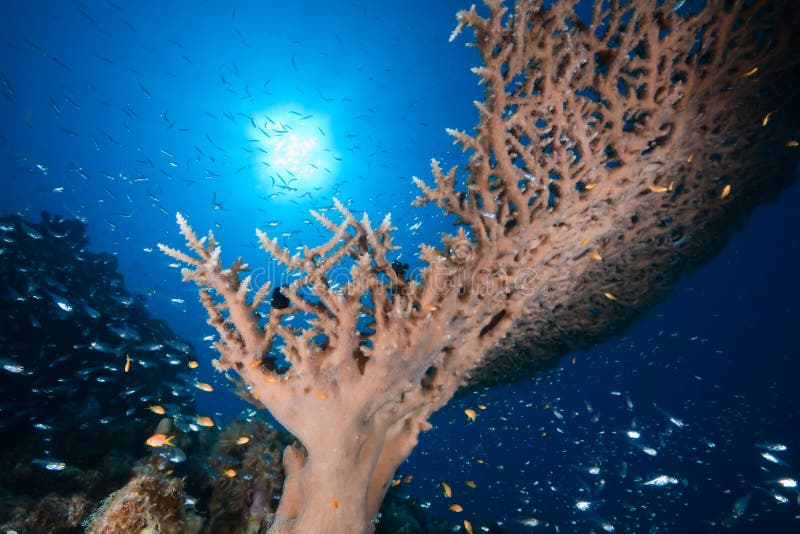 Ocean, sun and fish stock image. Image of animal, beauty - 9434801