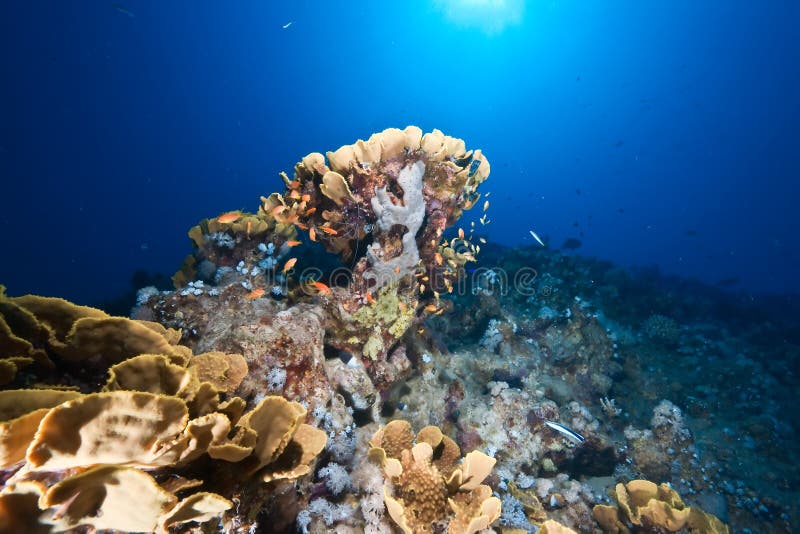 Ocean, sun and fish stock photo. Image of liquid, coral - 9435092