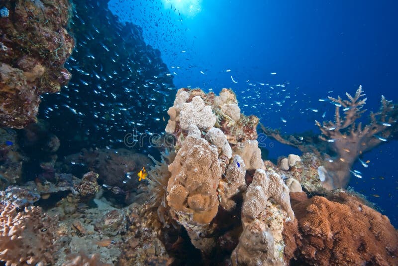 Ocean, sun and fish stock image. Image of sunshine, ocean - 9435255