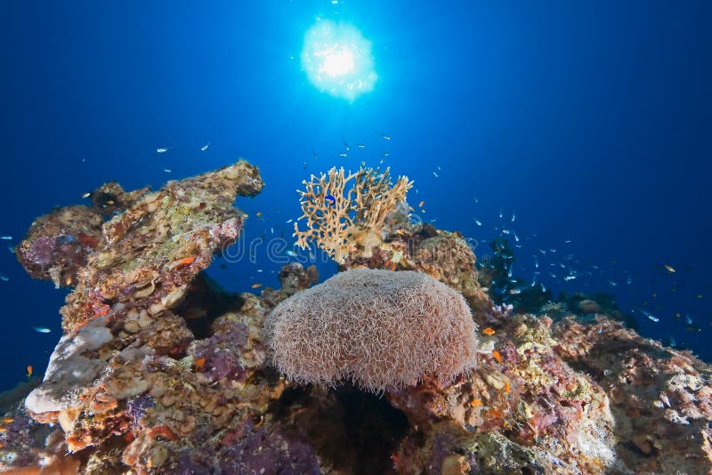 Ocean, sun and fish stock photo. Image of underwater, animal - 9435334