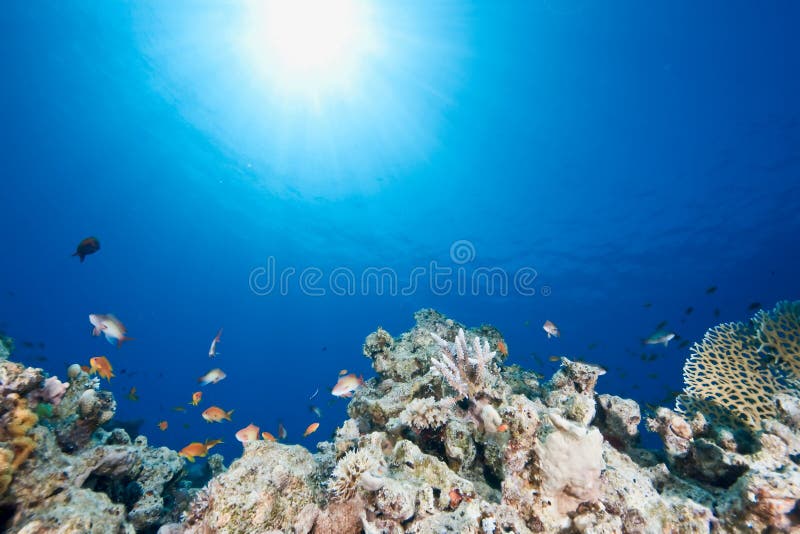 Ocean, sun and fish stock image. Image of bright, animal - 9435463