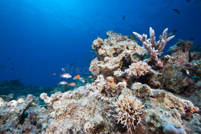 Ocean, sun and fish stock image. Image of relaxation, fresh - 9434295