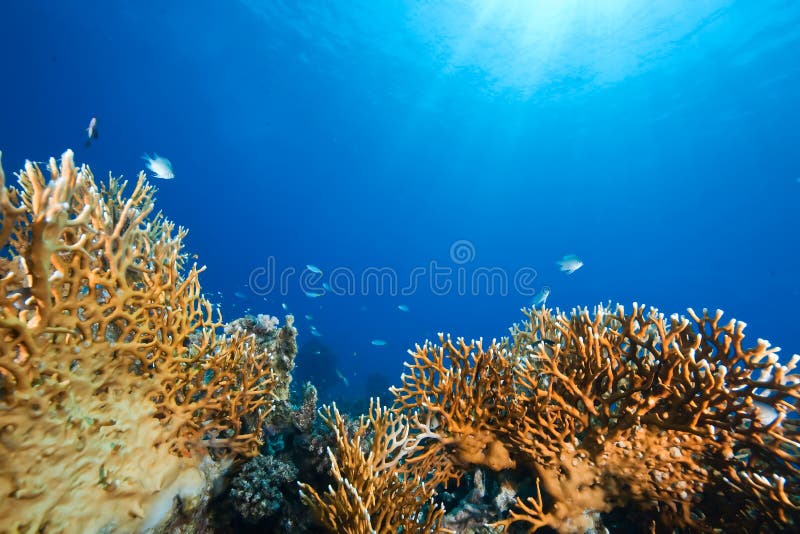 Ocean, sun and fish stock image. Image of sunshine, fish - 9435643