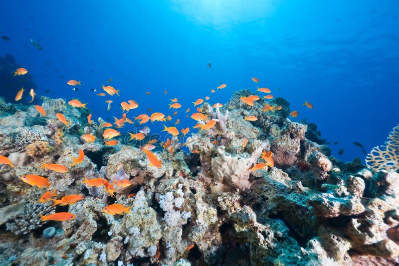 Ocean, sun and fish stock photo. Image of purity, sunlight - 9435892