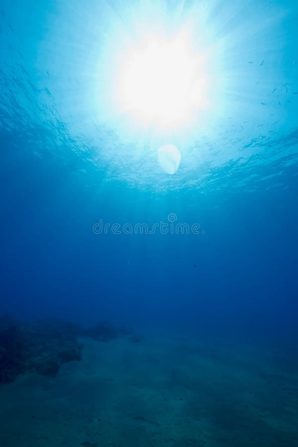 Ocean, sun and fish stock photo. Image of hardcoral, relaxation - 9435976