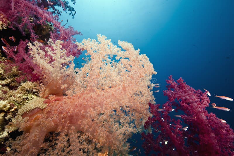 Ocean, sun and fish stock photo. Image of exotic, tropical - 9884764