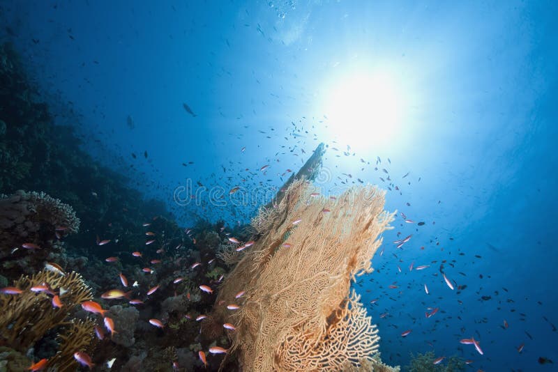 Ocean, sun and fish stock photo. Image of tropical, sunlight - 9884894